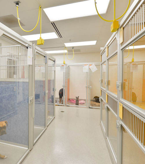 Animal Shelter Cleaning NYC, Brooklyn, Queens, Bronx